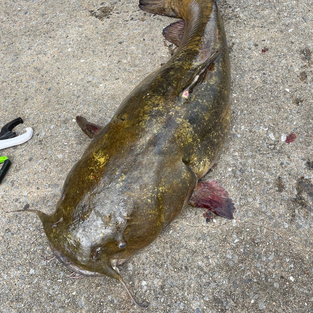 River Monsters of the Susquehanna Deeps – Uncharted Lancaster